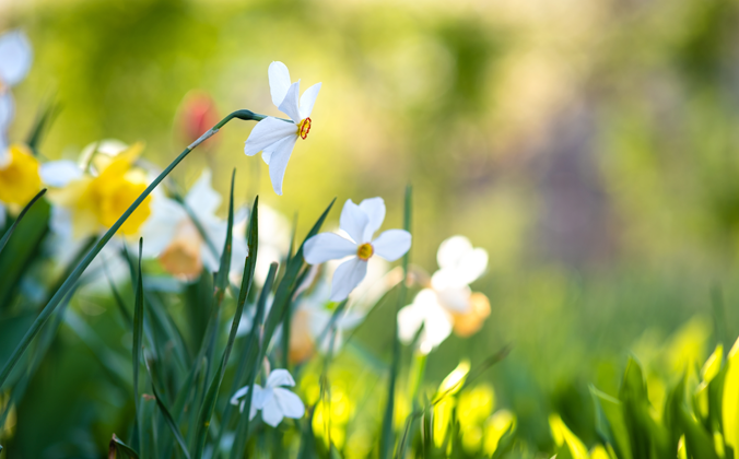 Spring 2021 Newsletter - Thomas More Institute